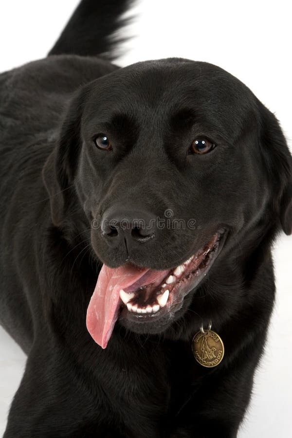 Happy Labrador stock photo. Image of standing, girl, labrador - 5469662