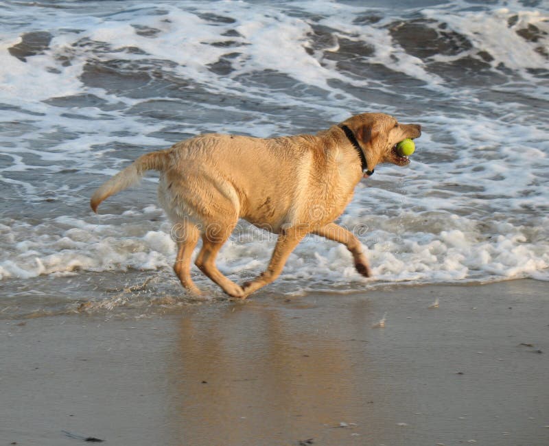 Happy Labrador Dog stock image. Image of fetch, golden - 2534969