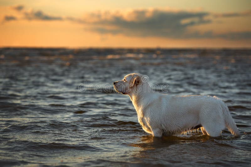 Labrador Dog Running on the Beach at Sunset Stock Image - Image of ...