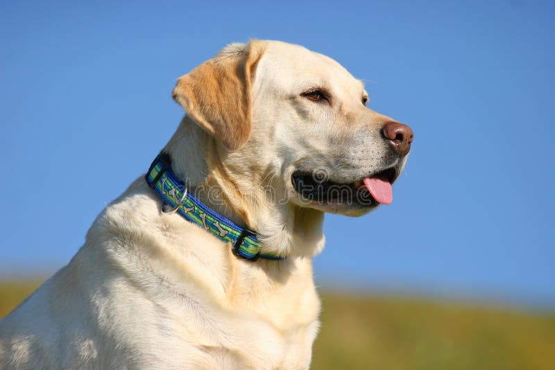 Labrador Retriever Head stock photo. Image of canine, clever - 136260