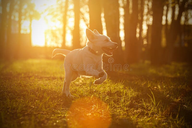 The Happy Labrador Puppy Dog is Running in the Sunset Forest Stock ...