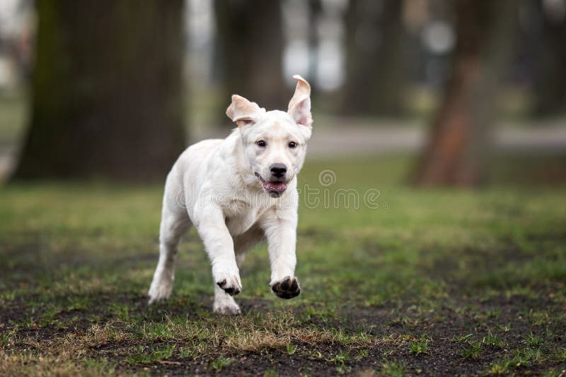 Happy Labrador Puppy Running in the Park Stock Photo - Image of ...