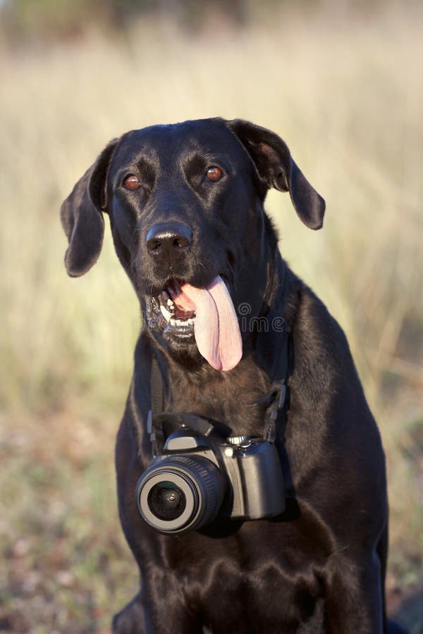 Happy labrador retriever stock photo. Image of funny - 67670796