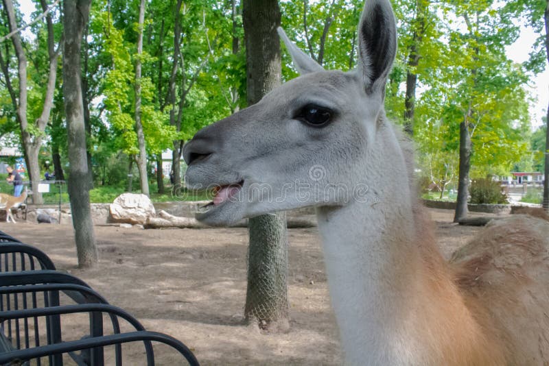 Happy Lama. stock photo. Image of animal, cloven, hoofed - 56252490