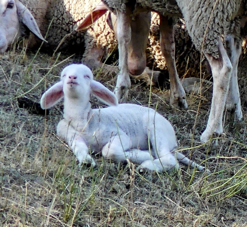 Happy lamb lying in grass stock image. Image of mammal - 263266431