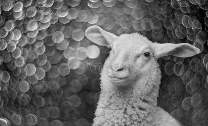 Happy Lamb - Portrait on a Bokeh Background Stock Image - Image of ...