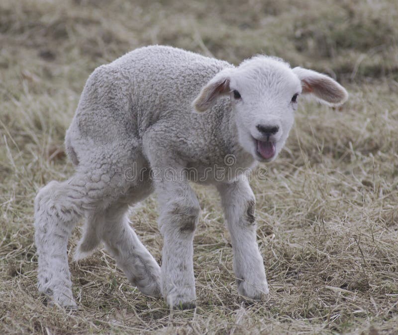 Happy Lamb Takes First Steps Stock Image - Image of grass, lamb: 53606889