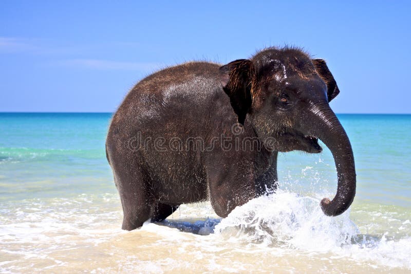 Happy laughing elephant stock image. Image of enormous - 10276033