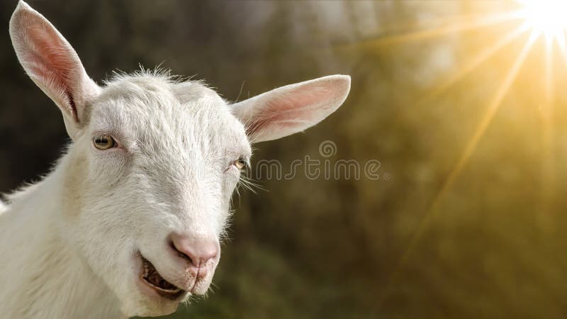 Happy Laughing Goat Illuminated by the Sun Stock Photo - Image of ...