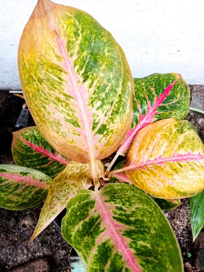 Happy Leaves in Front of the House Stock Photo - Image of leaves, front ...