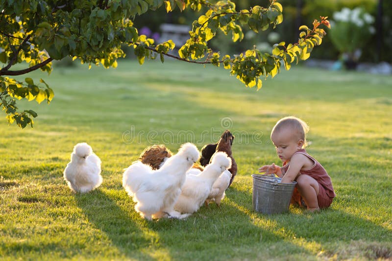 Happy Little Boy Feeding Chickens in the Backyard Outside Stock Photo ...