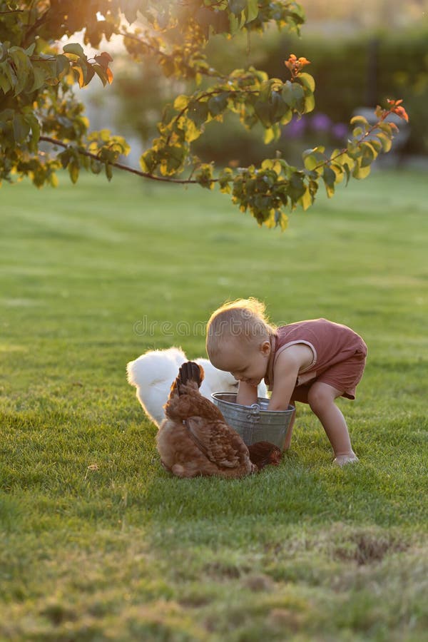 Happy Little Boy Feeding Chickens in the Backyard Outside Stock Image ...