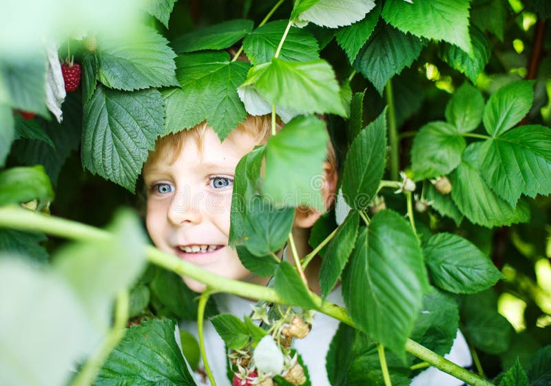 U Pick Raspberry Sign stock image. Image of sunny, farm - 7708845