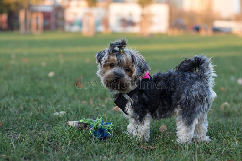 Happy Little Dog Has a Break during His Playtime Stock Photo - Image of ...