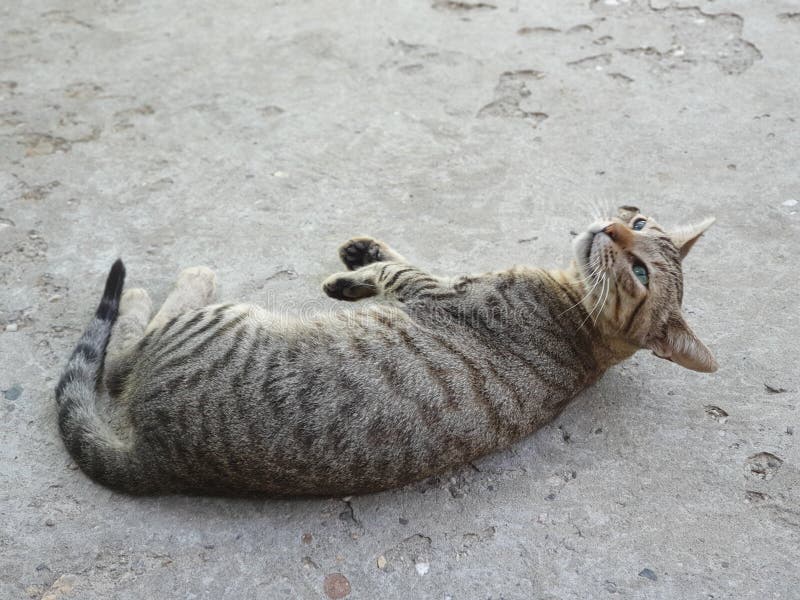 Happy Little Kitty Looking in the Sky Stock Image - Image of kitty ...