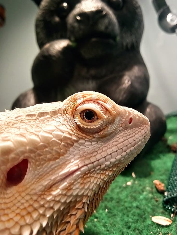 Happy Little Lizard stock image. Image of bearded, dragon - 258911787