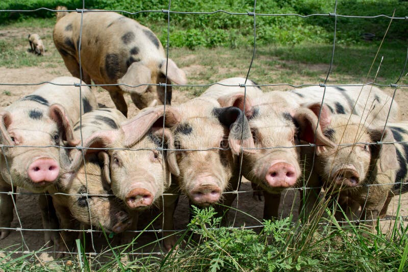Happy Little Pigs stock image. Image of animals, closeup - 95296741