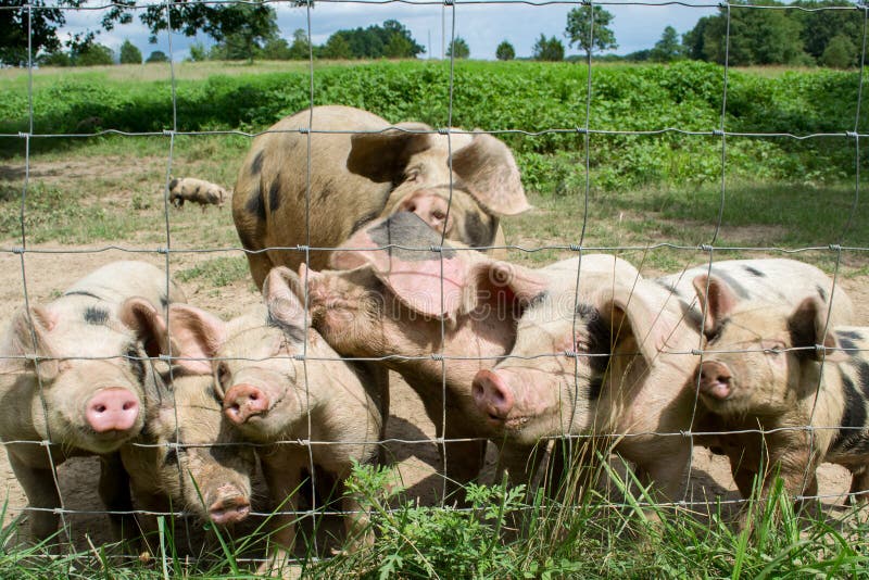 Happy Little Pigs stock photo. Image of landrace, agriculture - 95296802