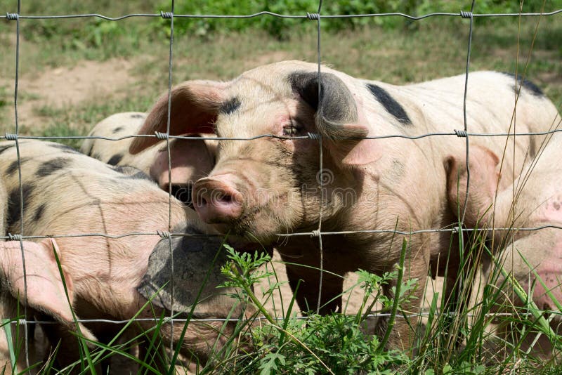 1,024 Happy Pigs Barn Stock Photos - Free & Royalty-Free Stock Photos ...
