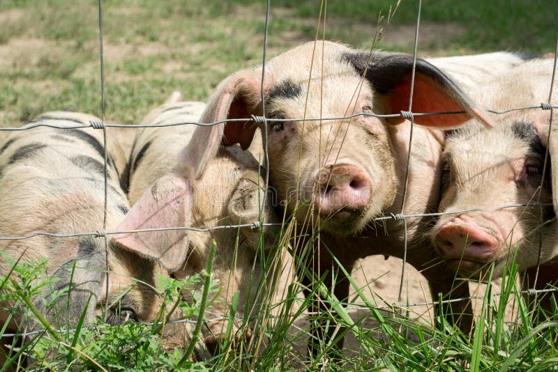 Happy Little Pigs stock photo. Image of cute, landrace - 95296828