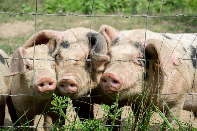 Happy Little Pigs stock photo. Image of domestic, farming - 95296924