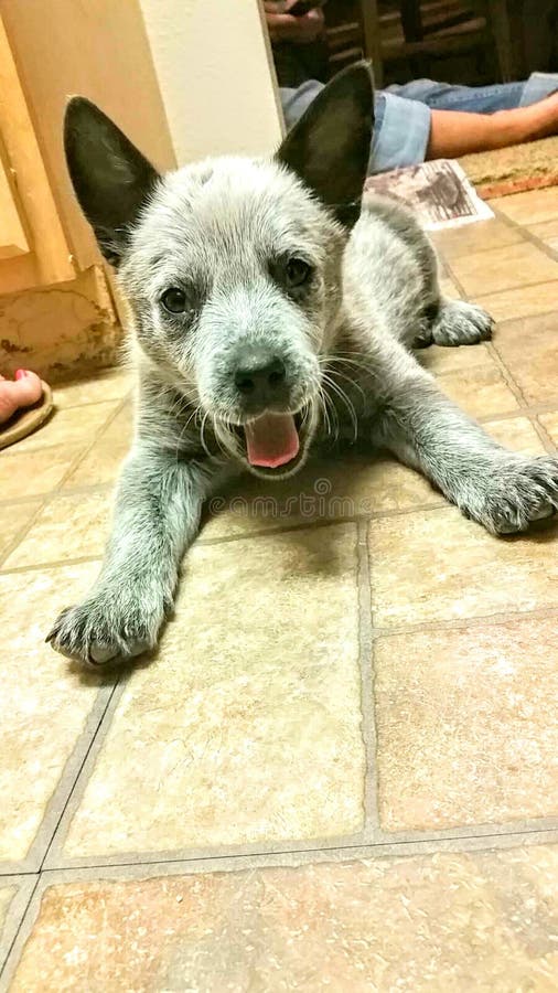 Happy Little Pup stock photo. Image of blueheeler, doglove - 213500828