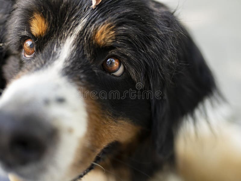 Happy Look of a Dog Looking at Its Owner Stock Image - Image of head ...