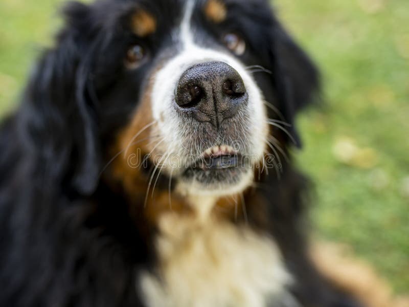 Happy Look of a Dog Looking at Its Owner, Stock Photo - Image of focus ...
