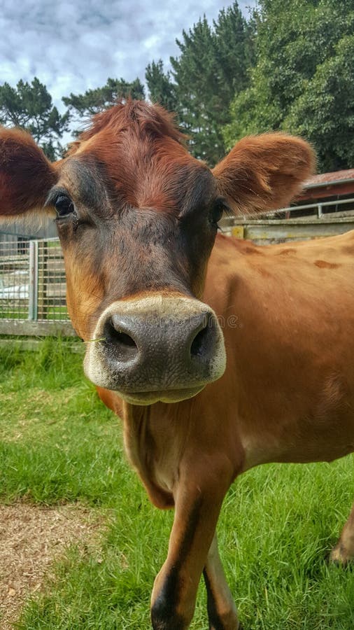 Happy looking cow stock photo. Image of cheerful, rural - 113609542