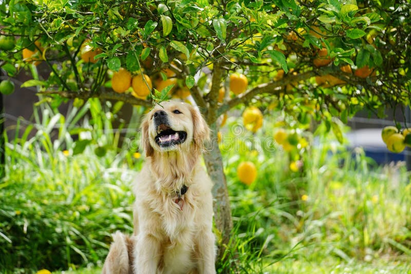 Sitting Under Lemon Tree Stock Photos - Free & Royalty-Free Stock ...