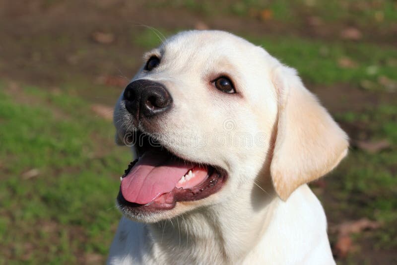Happy Lovely Yellow Labrador Puppy Stock Image - Image of adorable ...
