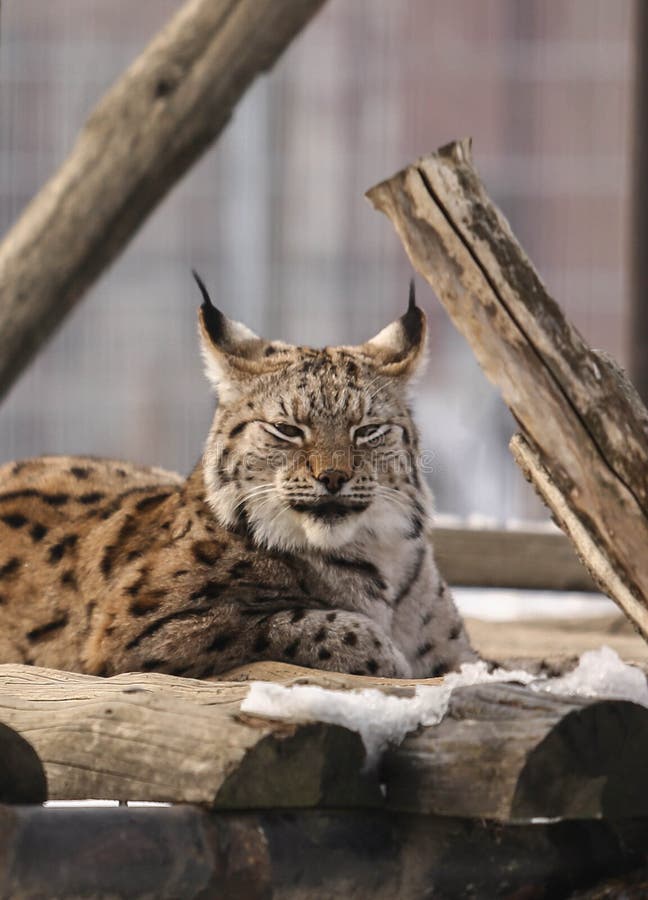 468 Happy Lynx Stock Photos - Free & Royalty-Free Stock Photos from ...