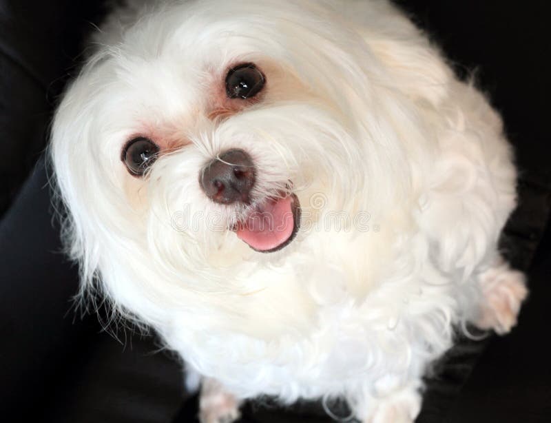Happy Maltese stock image. Image of cute, maltese, puppy - 35419761