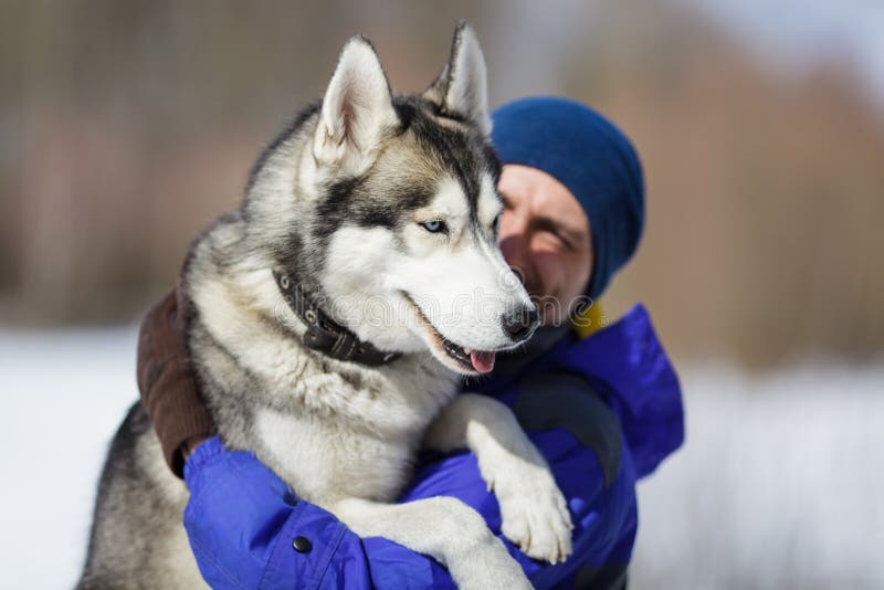 Happy man with a husky stock image. Image of black, mammal - 48972873