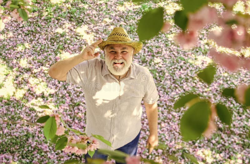 Happy Man Under Sakura Tree Looking Upwards Happy Smiling Senior Man