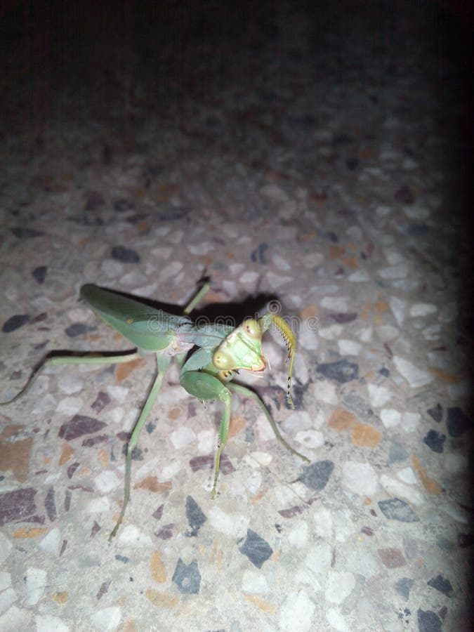 Happy Mantis stock image. Image of mantis, happy, smiling - 56186327