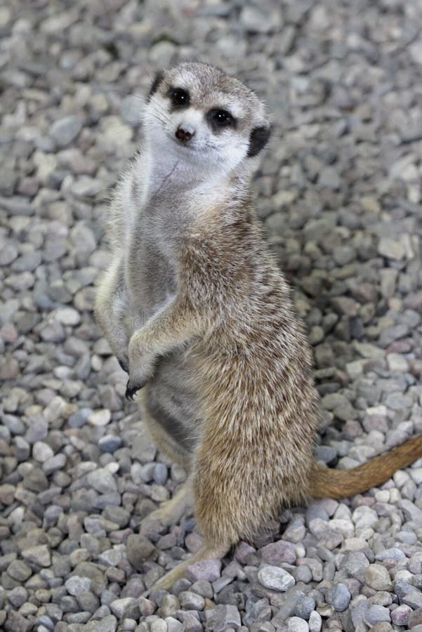 Meerkat Smiling stock image. Image of smiling, camera - 62350959