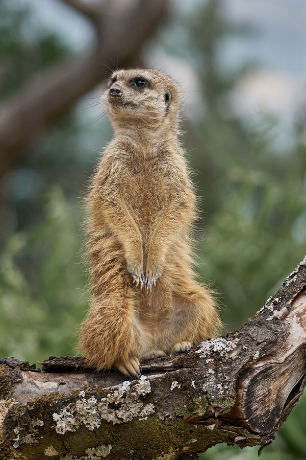 Happy Meerkat on a Branch on Tree Stock Image - Image of animal ...
