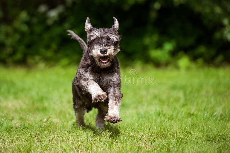 3,185 Old Dog Running Stock Photos - Free & Royalty-Free Stock Photos ...