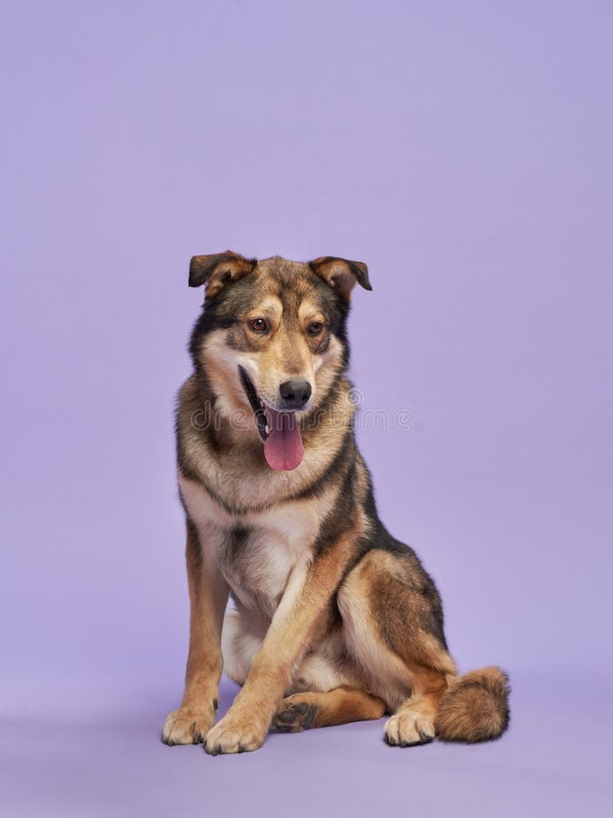Happy Mix Breed Dog with in Studio. Stock Photo - Image of serene ...