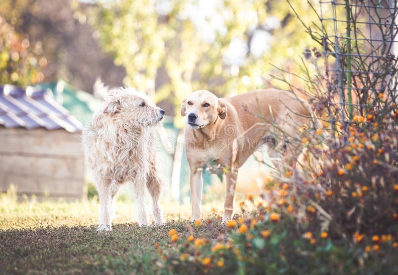 Happy Mixed Breed Adopted Dog Stock Photo - Image of mutt, looking ...