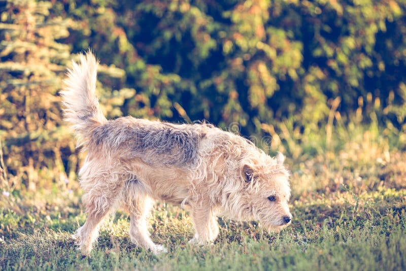 Happy Mixed Breed Adopted Dog Stock Photo - Image of animal, friend ...