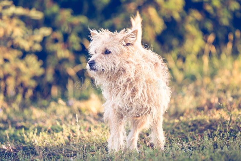 Happy Mixed Breed Adopted Dog Stock Image - Image of domestic, adoption ...