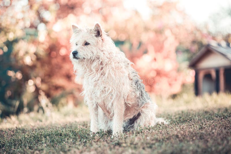 Happy Mixed Breed Adopted Dog Stock Image - Image of adopted, kind ...