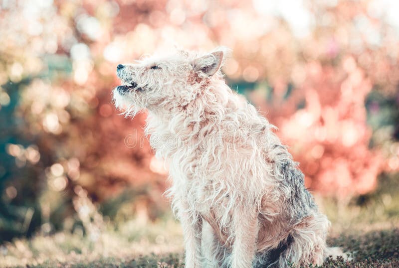 Happy Mixed Breed Adopted Dog Stock Image - Image of cute, mutt: 131174803