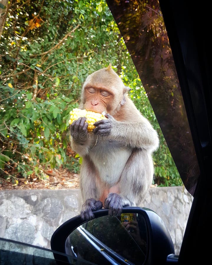 Happy Monkey stock image. Image of monnkey, eating, happily - 93671871
