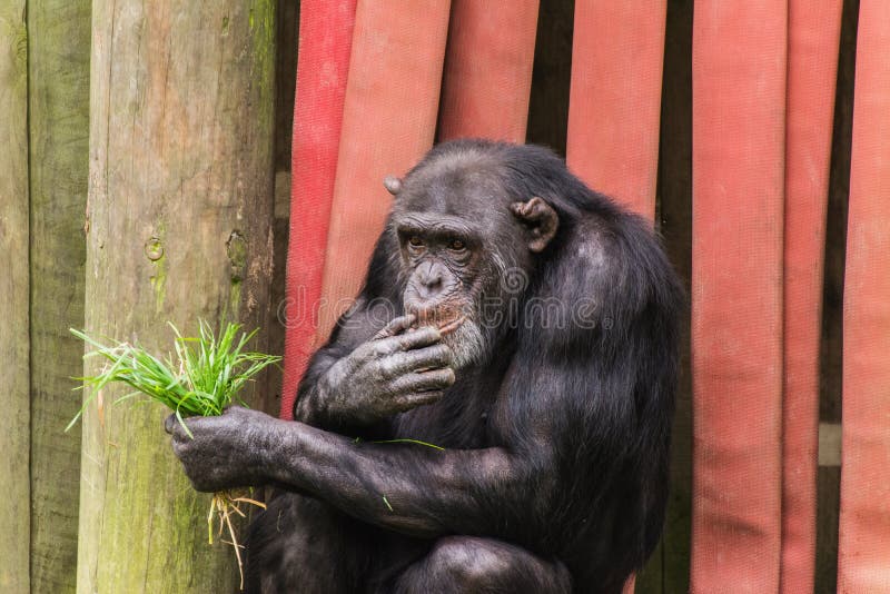 Happy Monkey Sitting while Holding a Bunch of Grass Stock Photo - Image ...