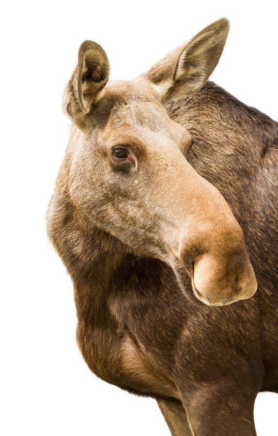 Happy moose stock image. Image of americana, moose, isolated - 36669861