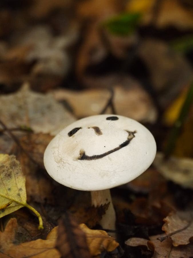Smiley mushroom stock image. Image of happiness, forest - 238773669