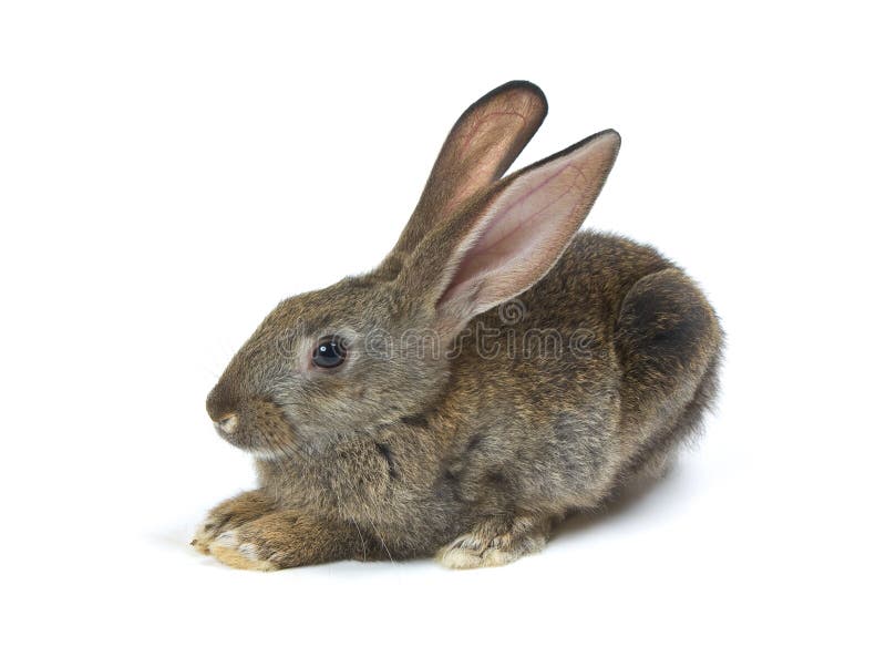 1,697 Happy New Year Live Images Stock Photos - Free & Royalty-Free ...